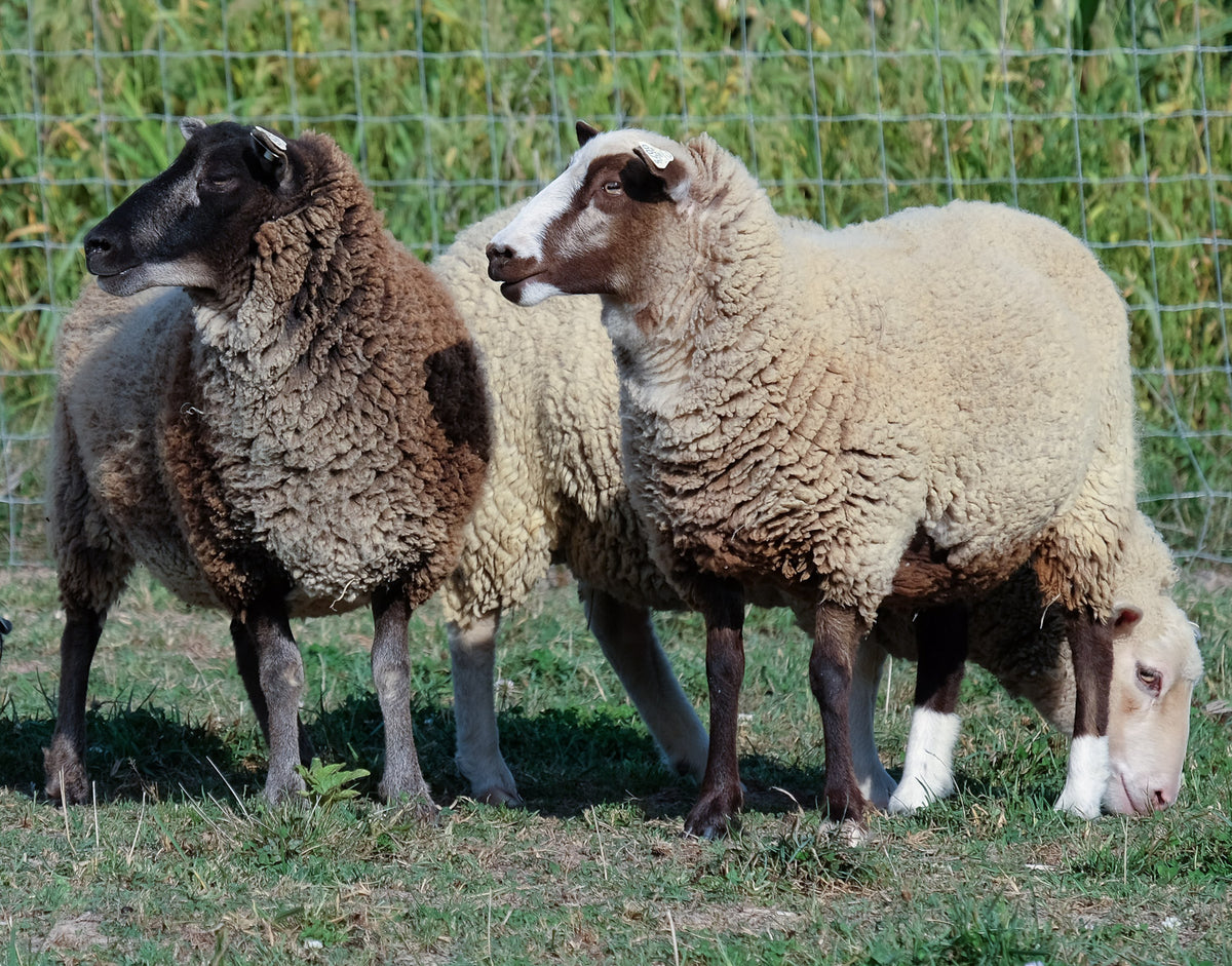 Meet a Sheep! – At Home Store Fairfield